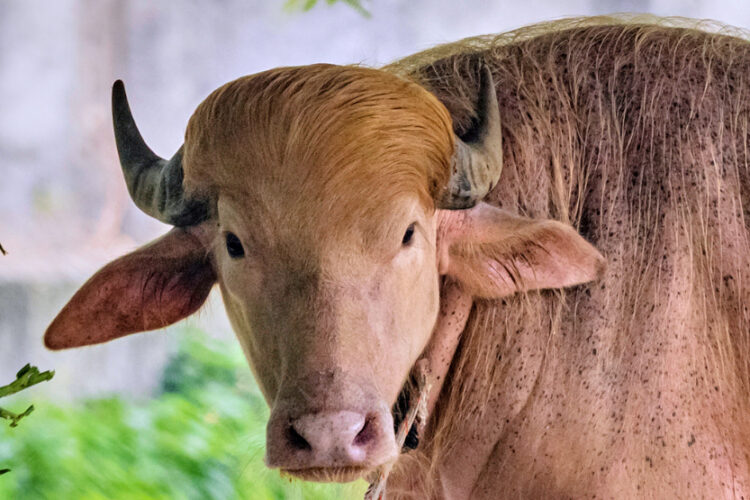 Buffalo named Donald Trump for his golden locks is a sensation at a ...